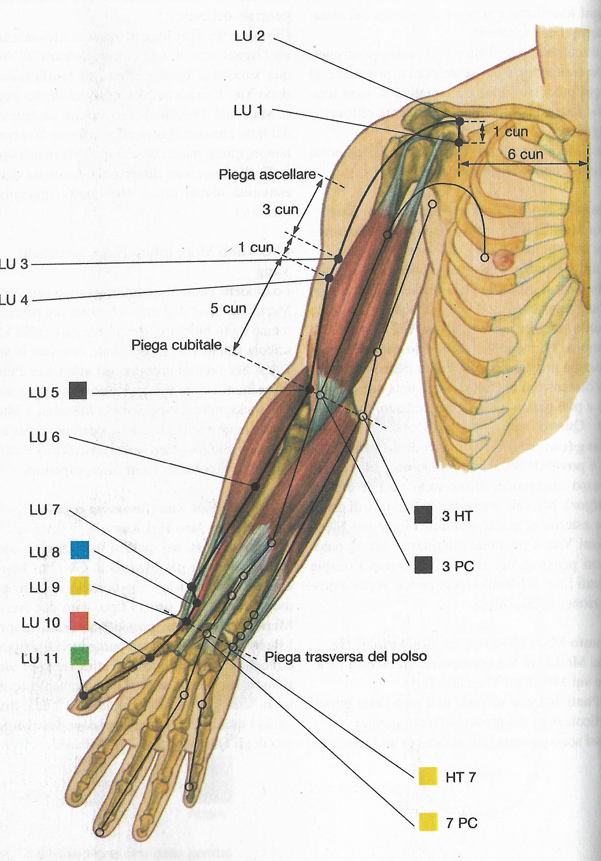 I 12 MERIDIANI PRINCIPALI: il Polmone (LU) o Shou Tae Yin - Persona 360